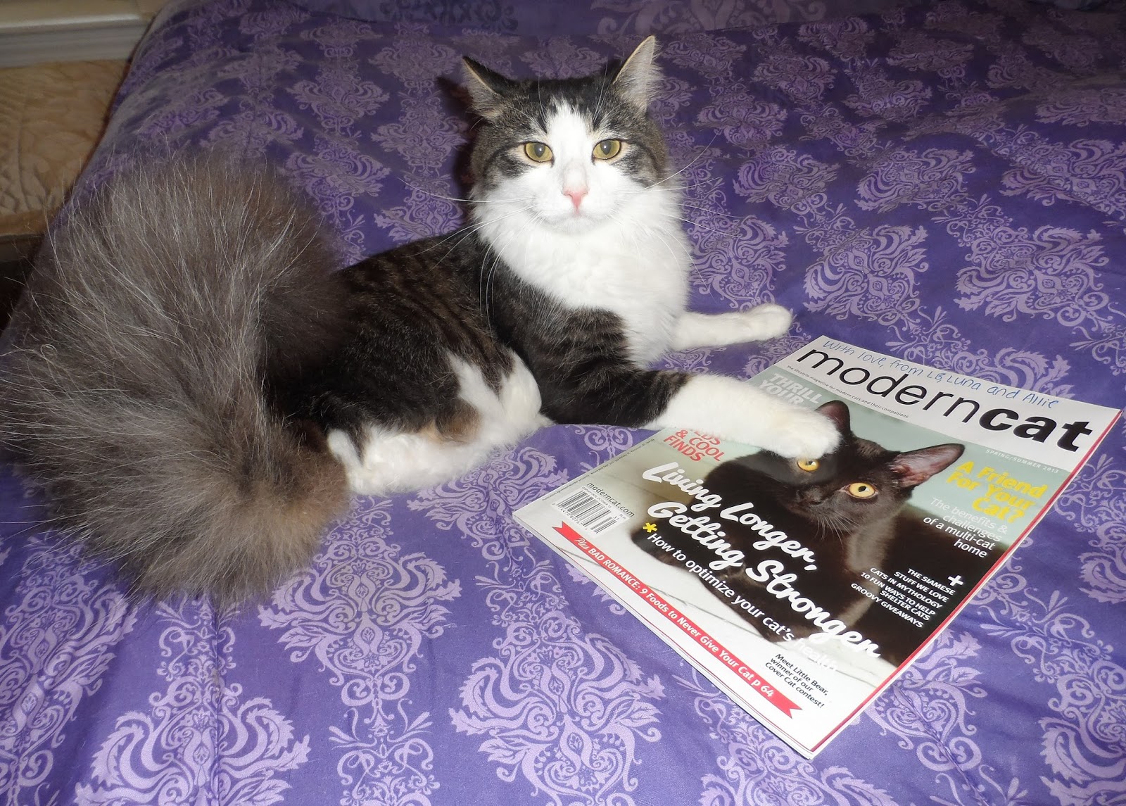 Anakin The Two Legged Cat: New Photo ~ Anakin with Modern Cat Magazine ...