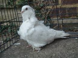 Pigeons And Parrots: Chinese Owl (Pigeons)