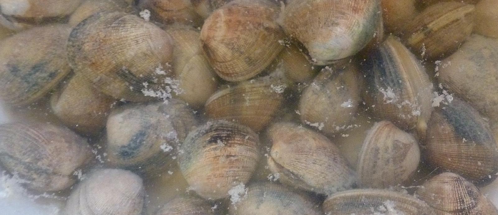 Living the life in Saint-Aignan: Palourdes, clams, ou coques