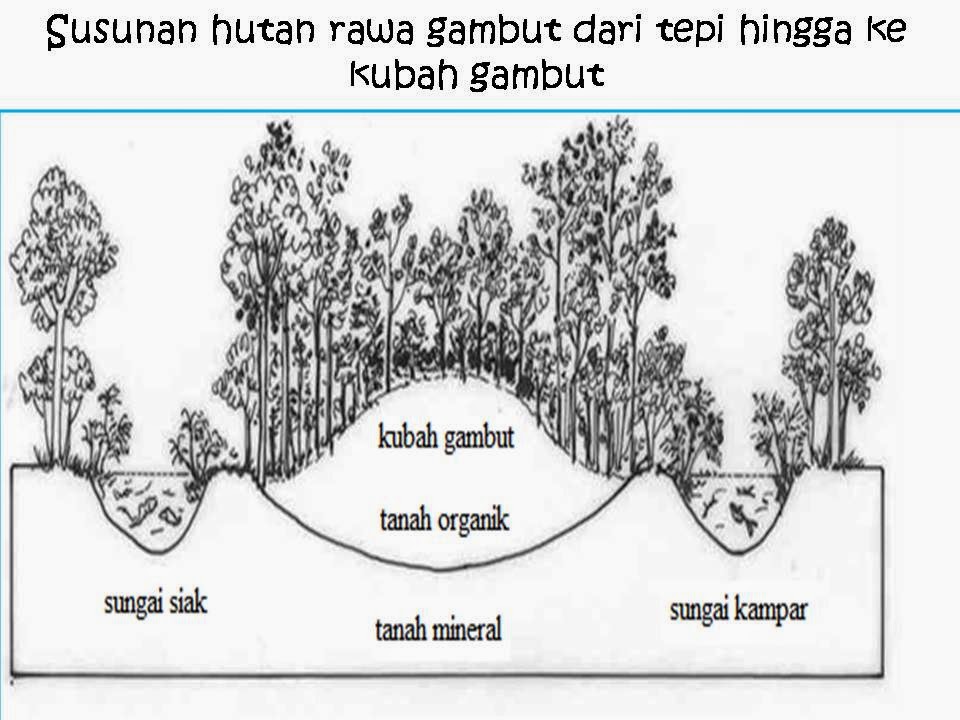 EKOLOGI TUMBUHAN KELOMPOK HUTAN RAWA GAMBUT 6E: Mei 2014