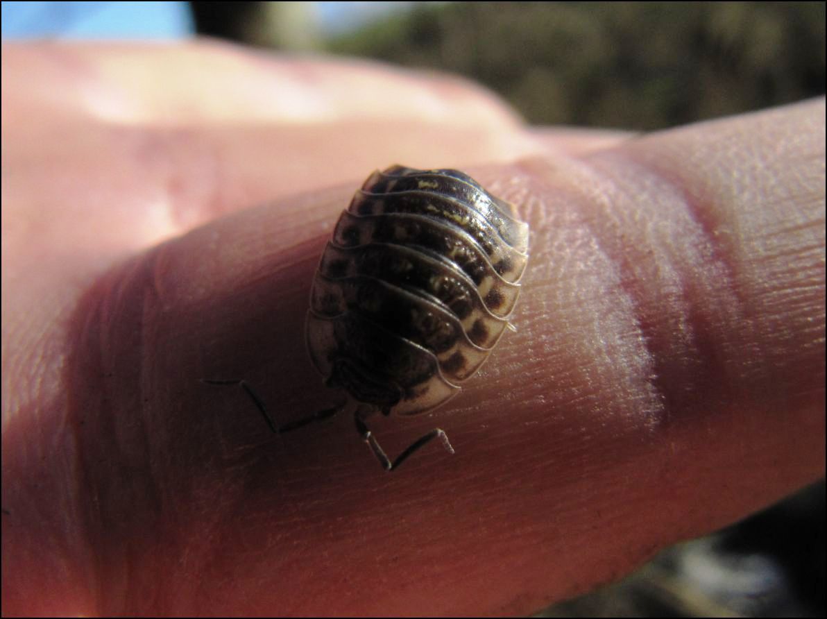 Islay Natural History Trust: Oniscus asellus, the common woodlouse