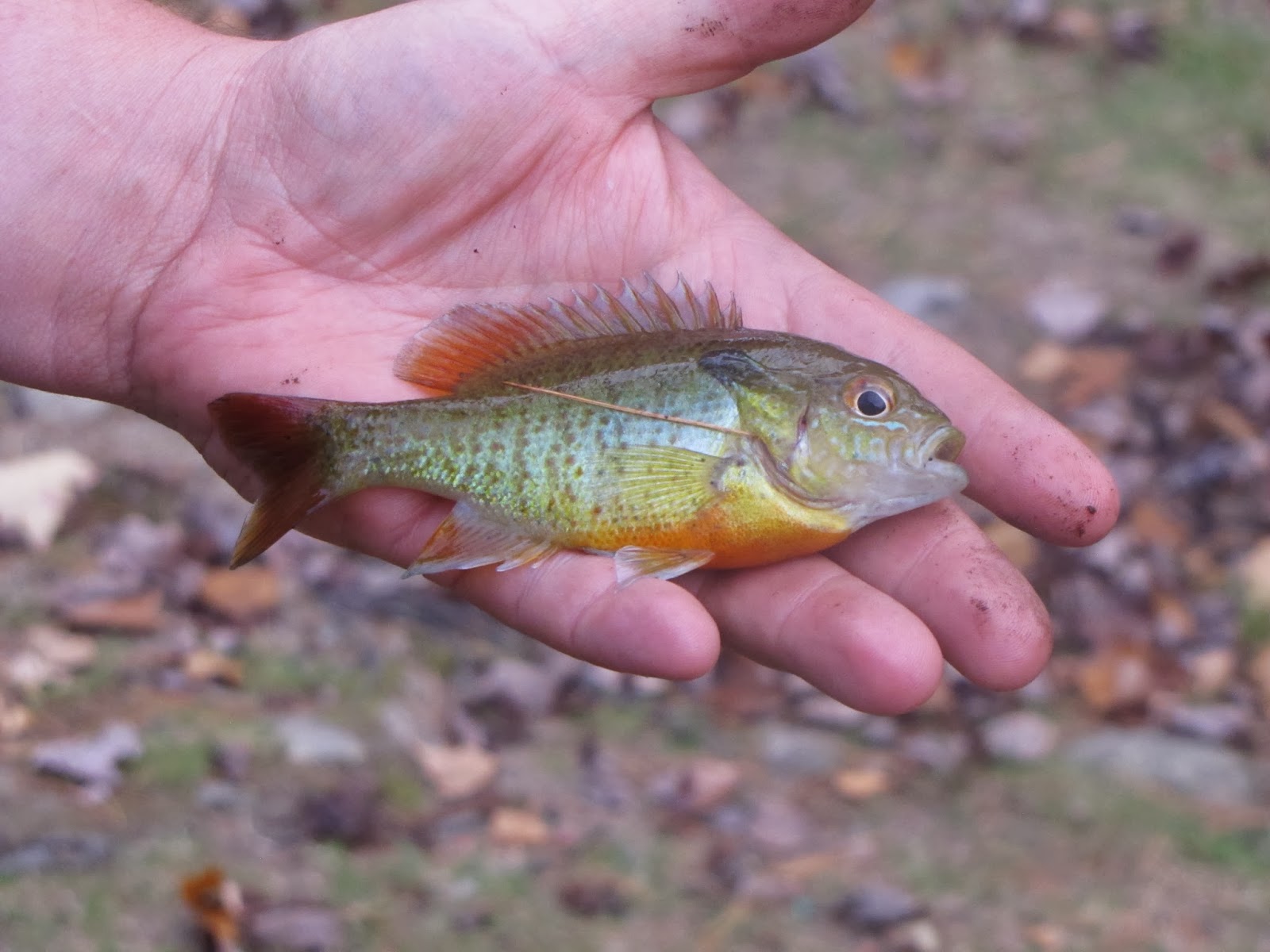 Southern New England Outdoor and Nature Site: End of the Year Review ...