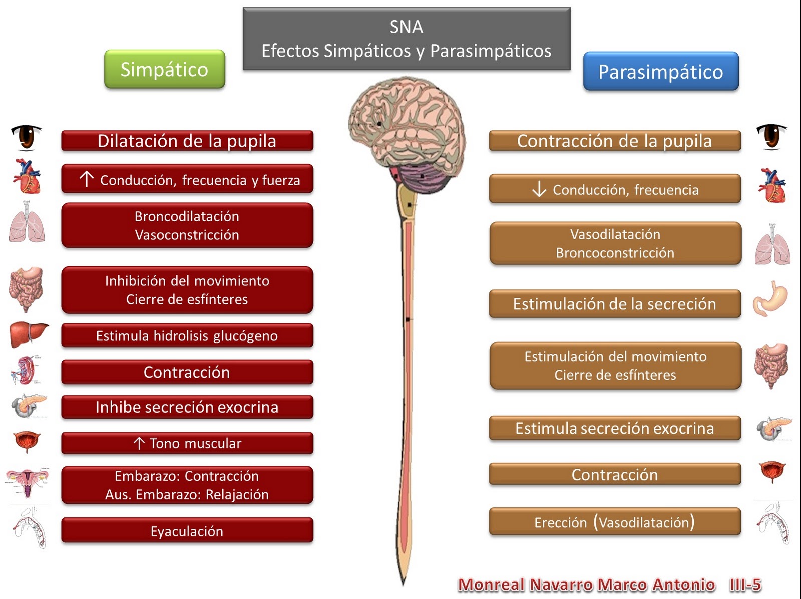 Fisiología Humana: Portafolio Esquemas