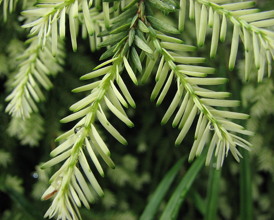 Trees Planet: Tsuga canadensis - Eastern Hemlock