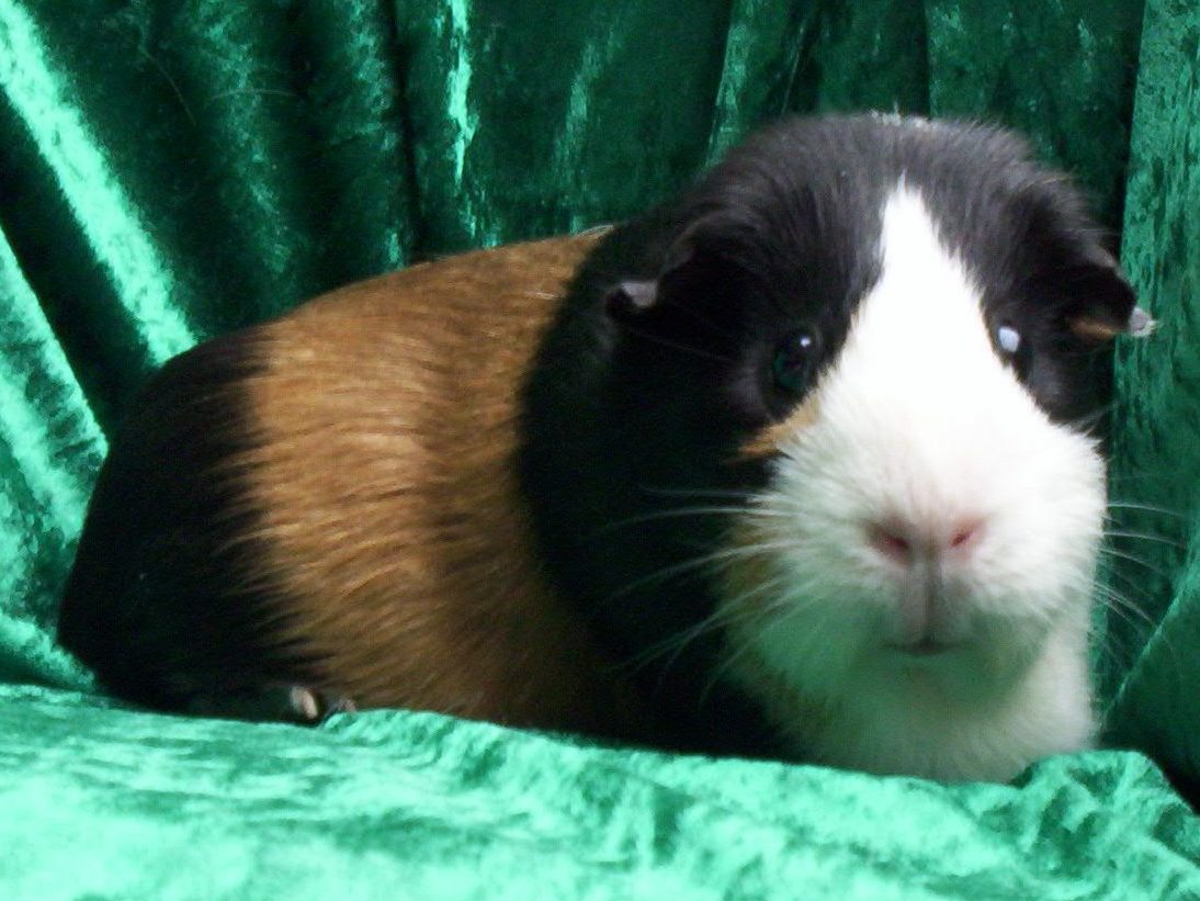 Undercover Guinea Pigs: Piggie snap: Smooth-haired piggies