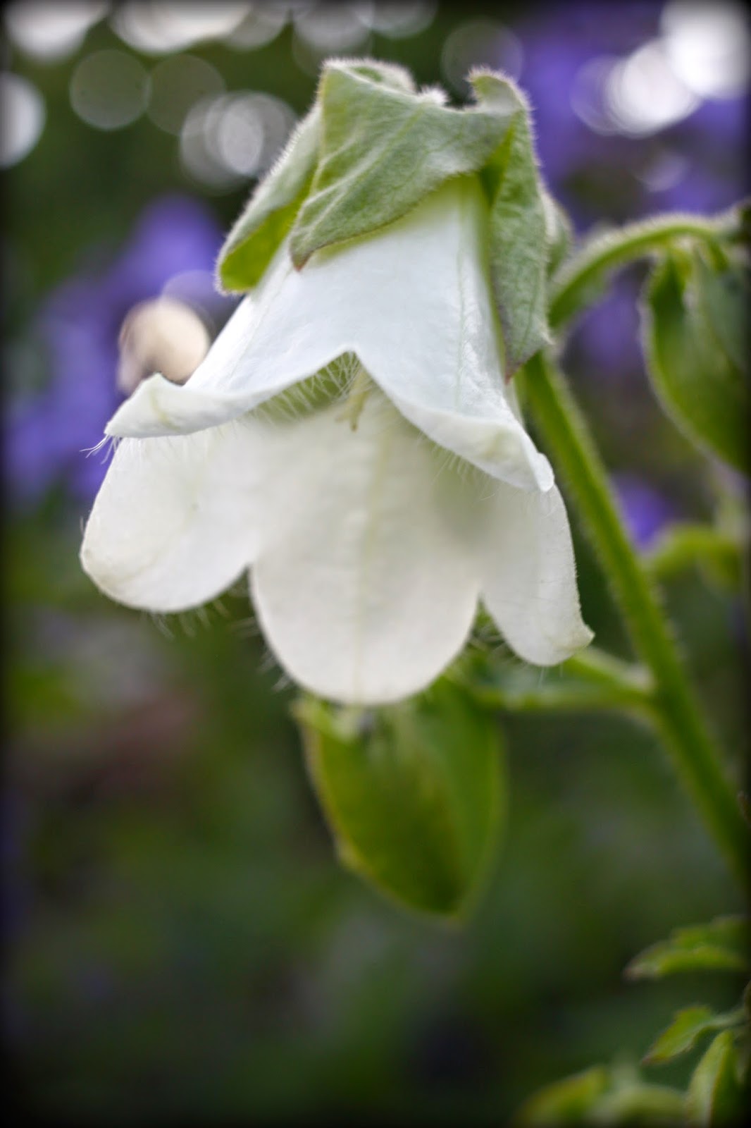 Gardening in the extreme north: august 2014