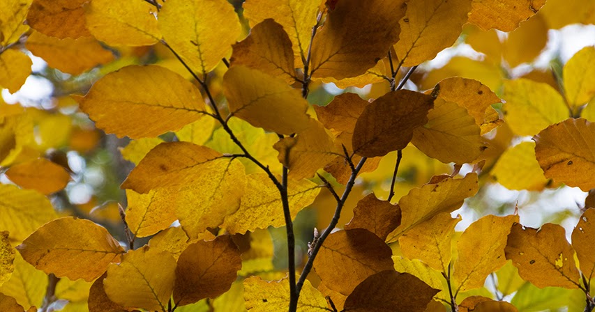 Hojas otoñales