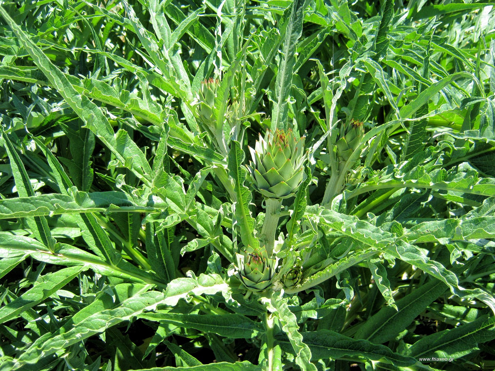 GREEN PLANET FREE: ΑΓΚΙΝΑΡΑ η ΓΑΙΔΟΥΡΑΓΚΑΘΟ