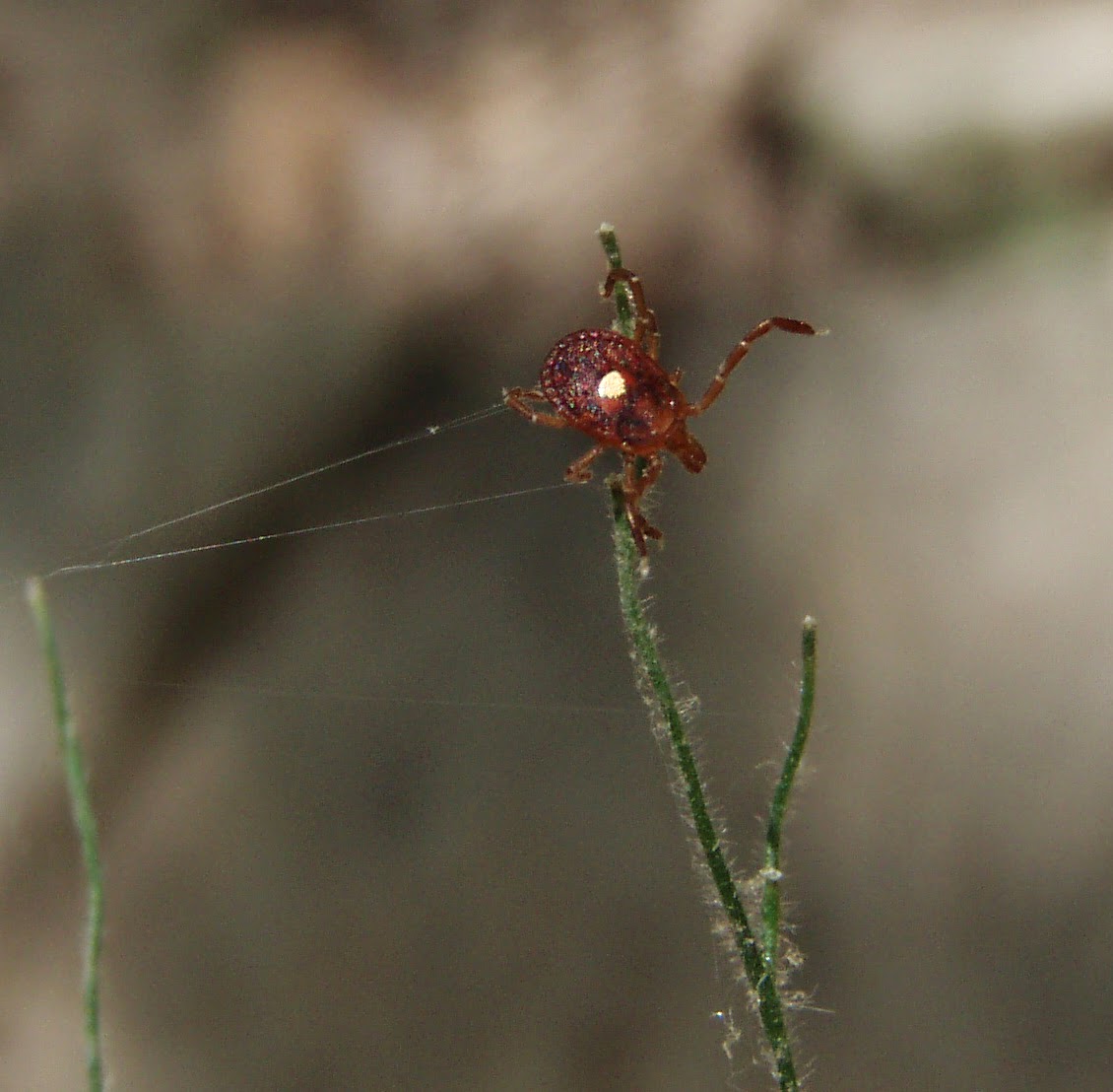 Hiking Hazards in Arkansas | Trails of Arkansas (& now California)