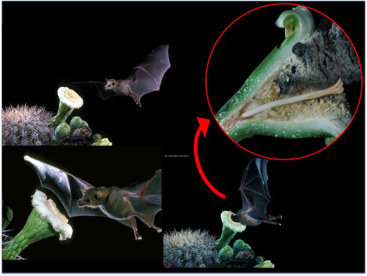 Flower Tales: Original, traditional and truly American