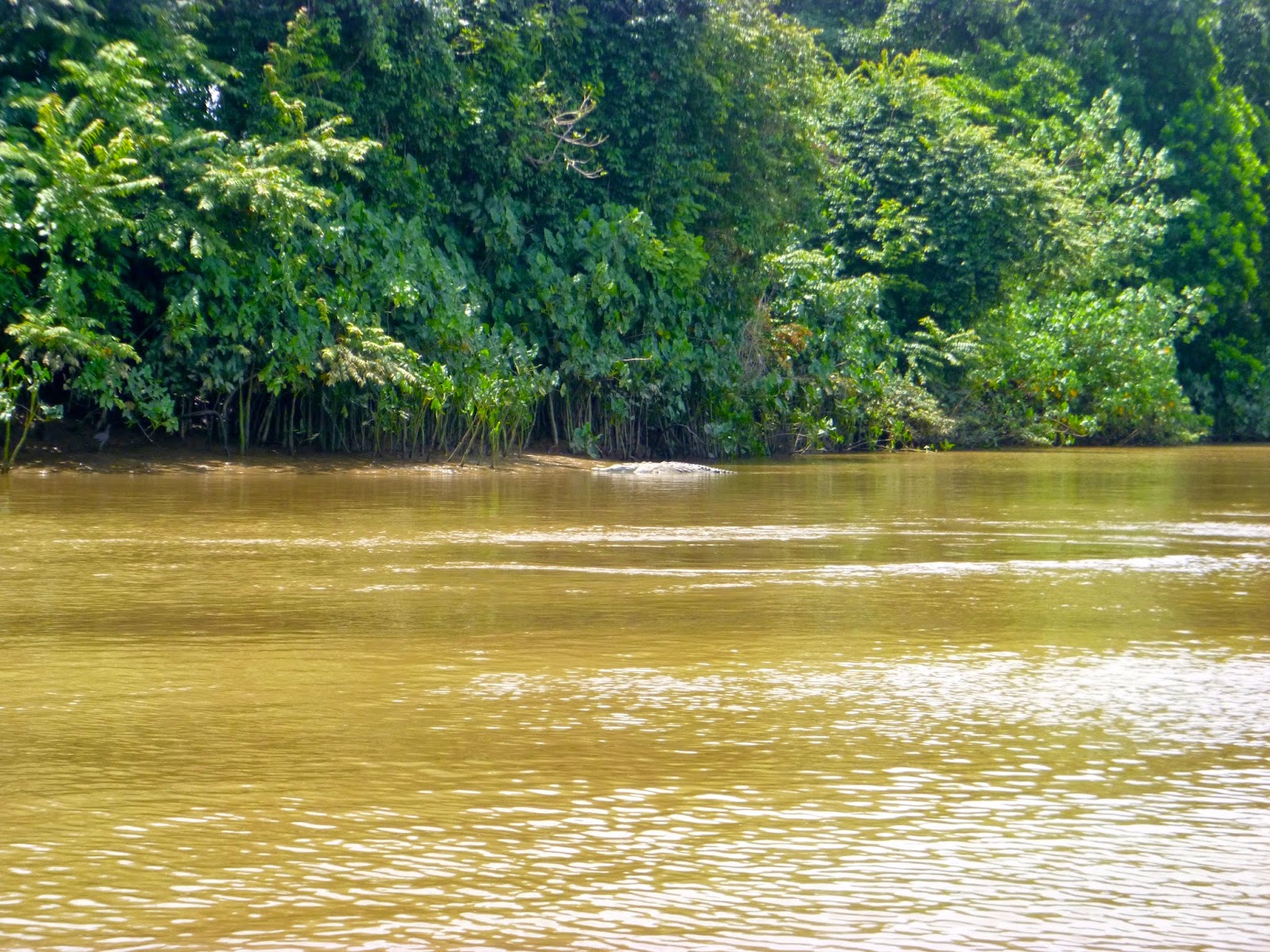 Stoney Family Panama Adventure: A TRIP TO PANAMA CITY - FISHING BAYANO ...