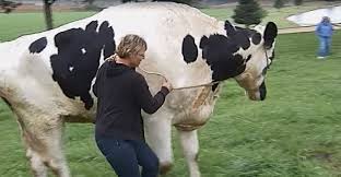 World's tallest cow dies on northern Illinois farm