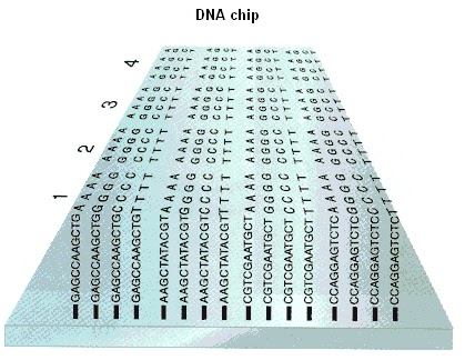 cartografiabiologica: Chips de DNA, a revolução na genética!