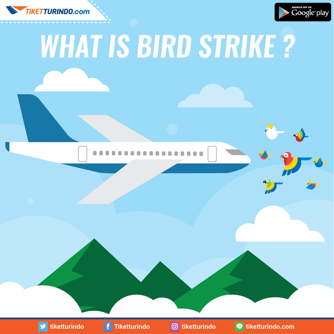 Apa itu bird strike? | Tiket Turindo