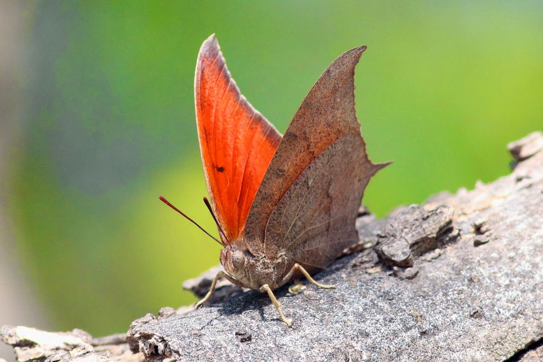 Rio Grande Valley Butterflies: National Butterfly Center, 2/21/14