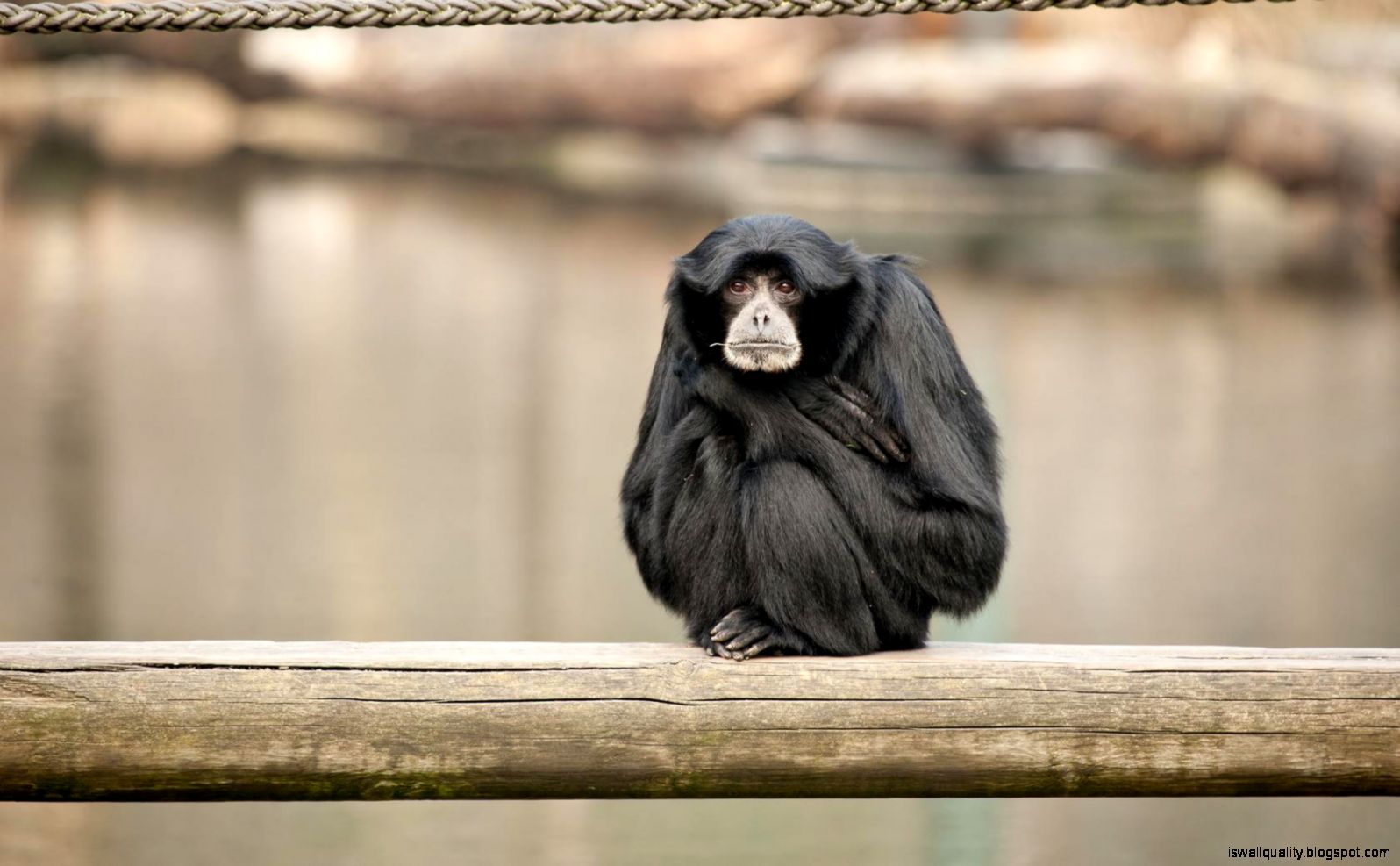 Siamang Animal Unique Wallpaper Hd | Wallpapers Quality