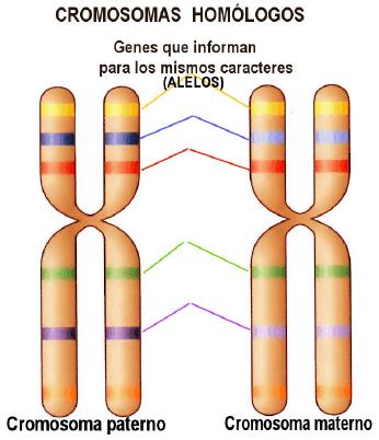 BIOLOGÍA Y PROYECTO INTEGRADO 4ºESO: CONCEPTOS BÁSICOS DE GENÉTICA. LAS ...