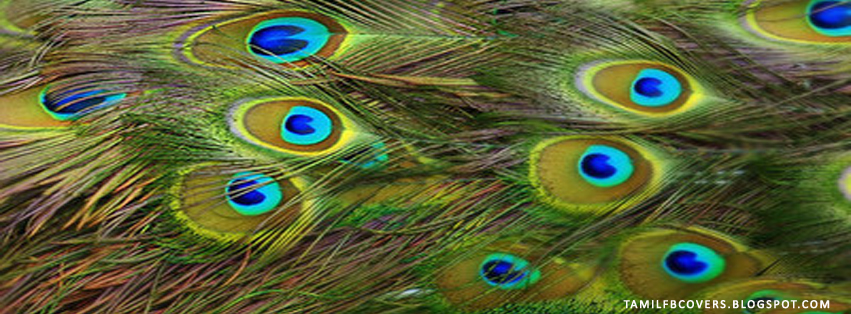 Feather Facebook Cover