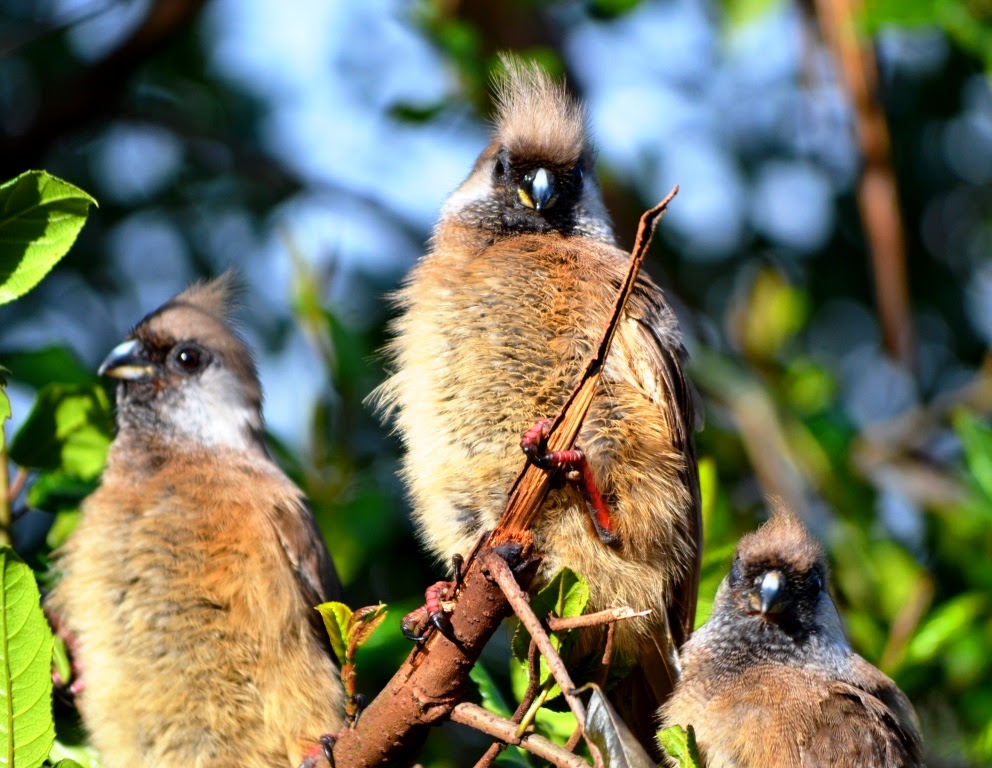 Travel with Corne Schalkwyk : The Acrobats of the undergrowth “Mousebirds”