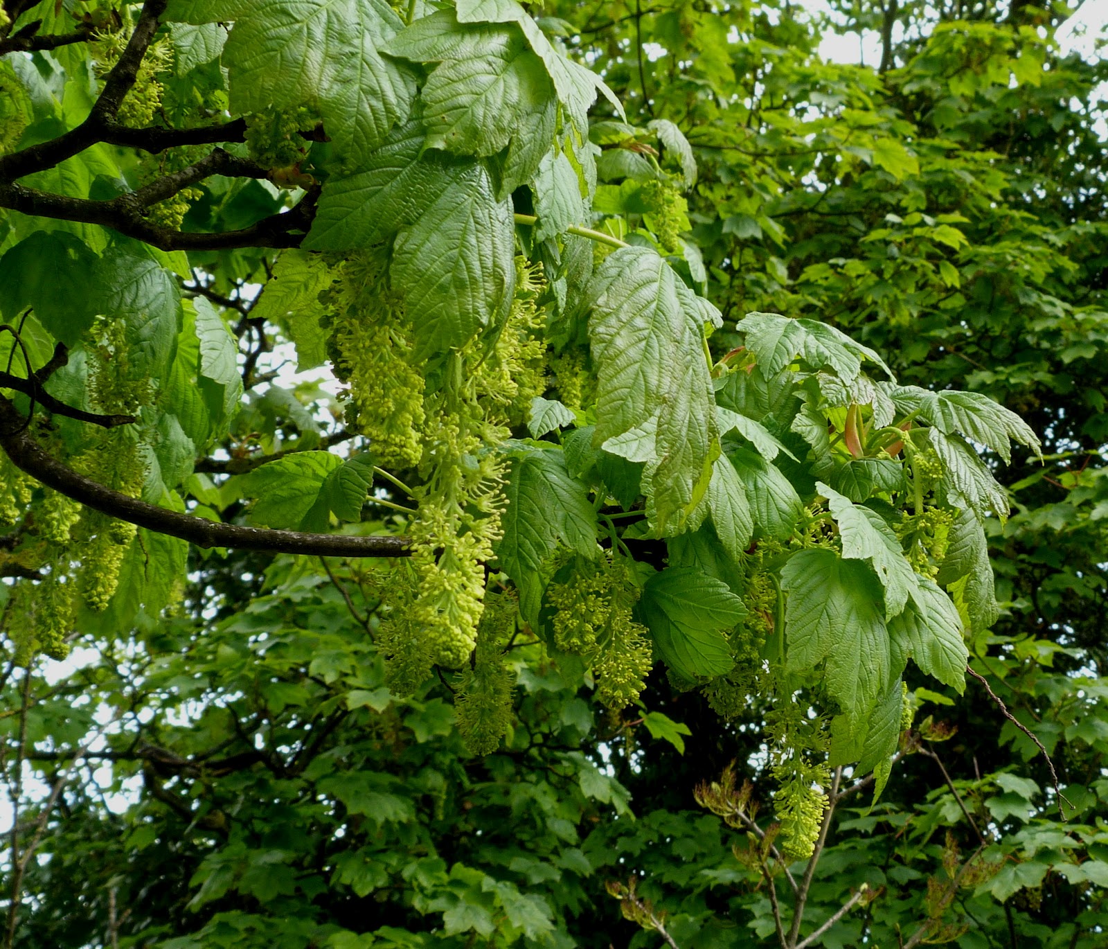 CityBirding: Ryton Willows