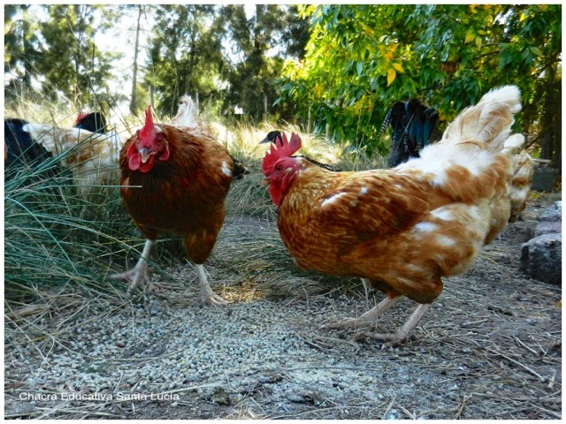 Chacra Educativa Santa Lucía: Animales de la Chacra: Las Gallinas