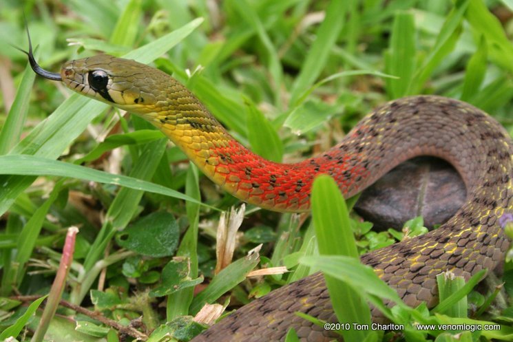 EKOGEO: JENIS-JENIS ULAR DARI SUKU COLUBRIDAE DI INDONESIA (BAGIAN 2)