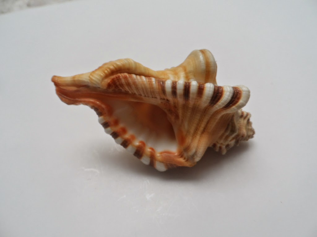 conchas y caracoles: CYMATIUM PERRYI