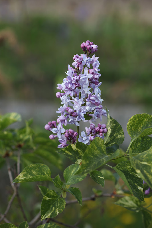 Garden Living: Velduftende syriner