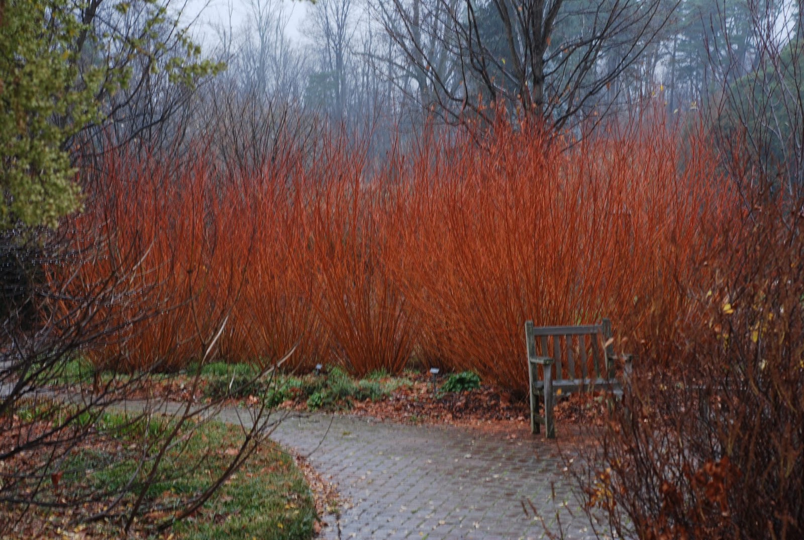 Lifestyle Garden: Orange Willows