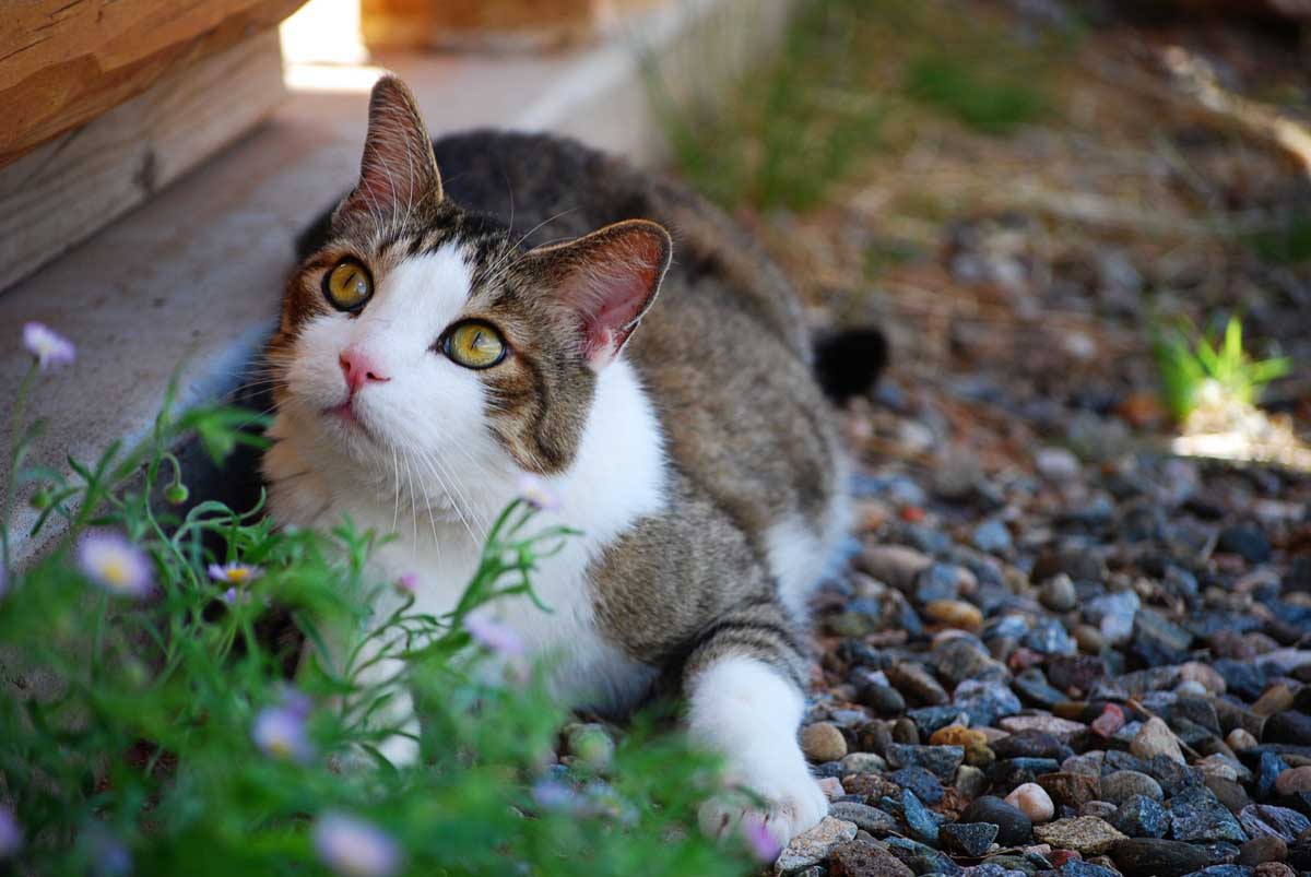 The 7MSN Ranch: Catless in New Mexico