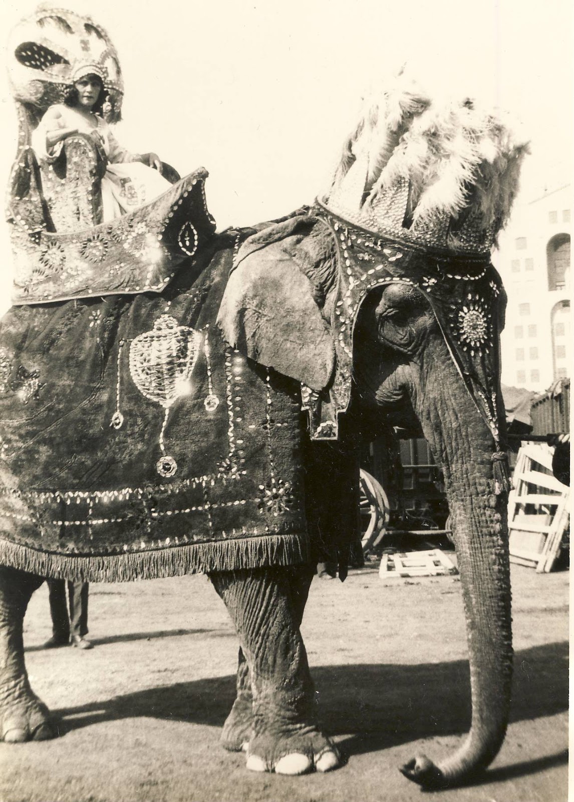 Buckles Blog: #1 Howdahs!