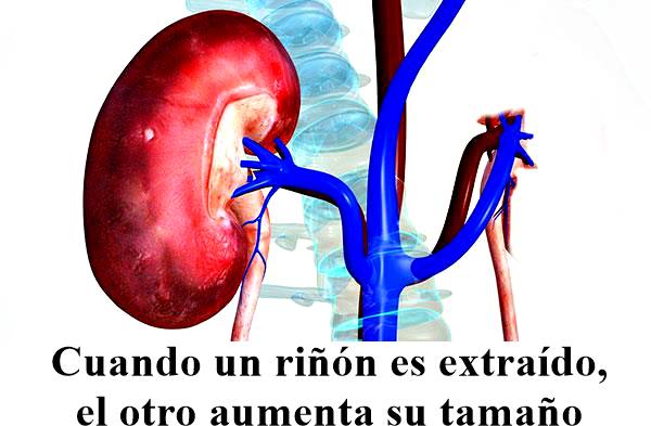 Crecimiento biológico: tipos de crecimiento, factores que regulan este ...