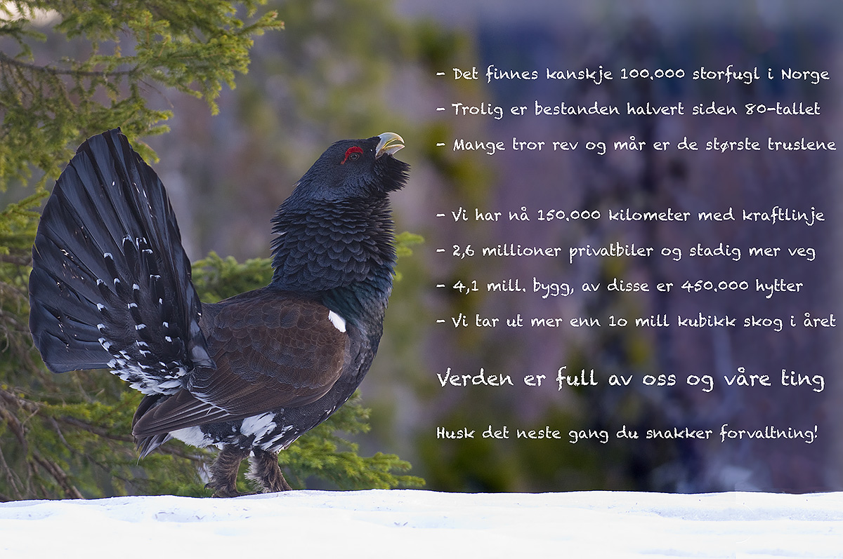 Kjartan Trana´s fotoblogg: Tiur og tømmer