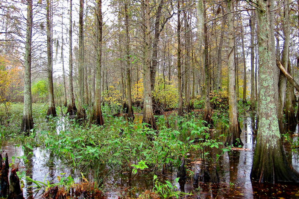 BIGPHOTODAN: Louisiana Bayou