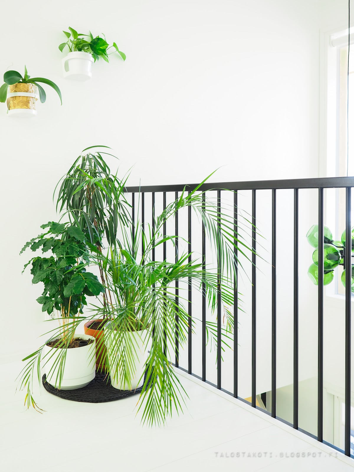 Minä ♥ viherkasvit - Talostakoti