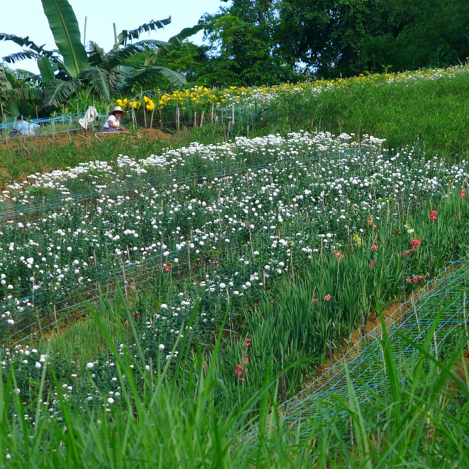adventures in sustainability: The Flower Growers of Busay, Cebu