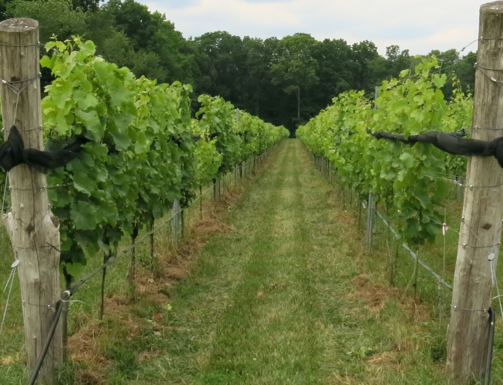EnoViti: Hedging Duties in the Vineyard