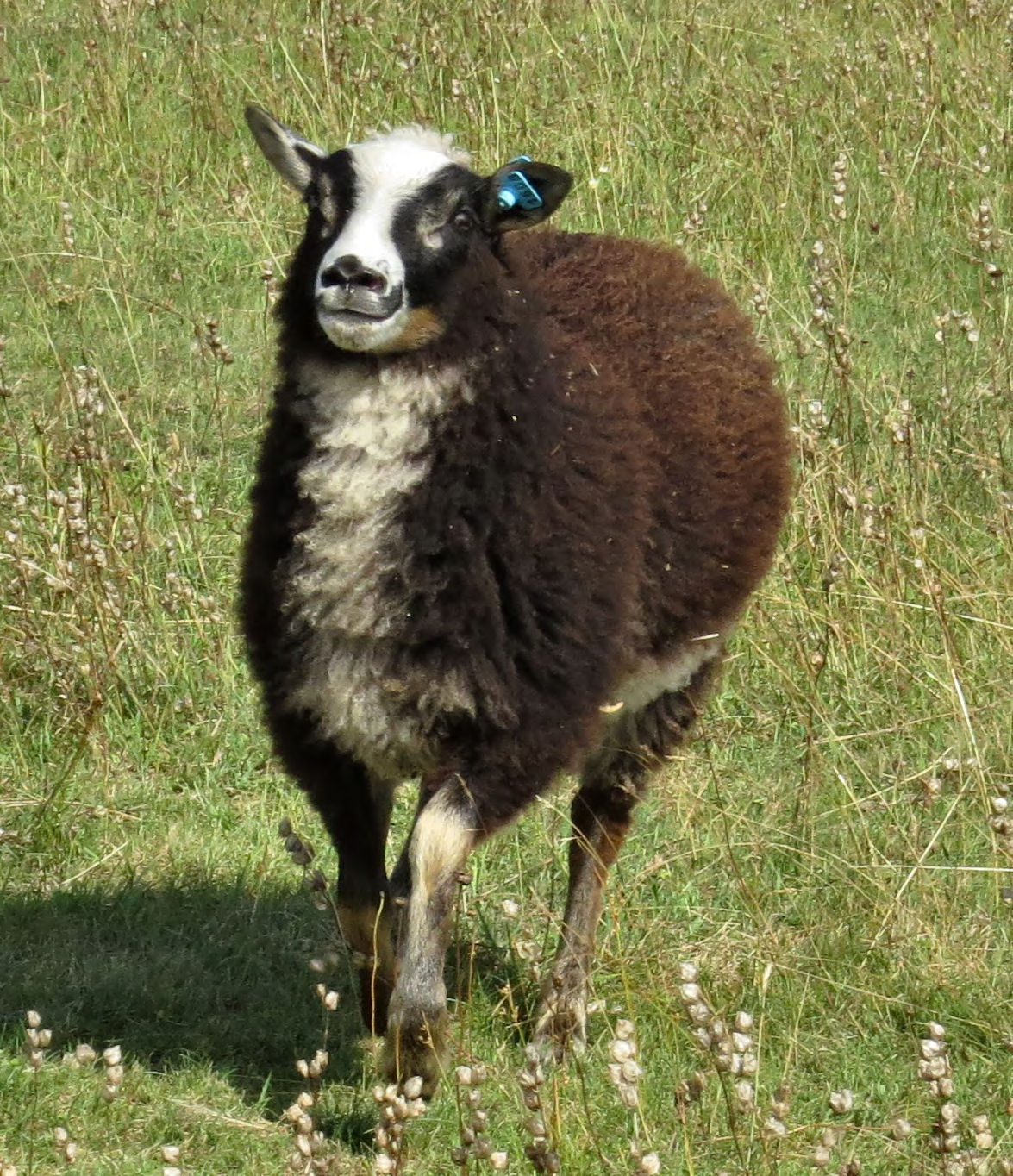 "Ewe's Have It Farm", Shetland Sheep