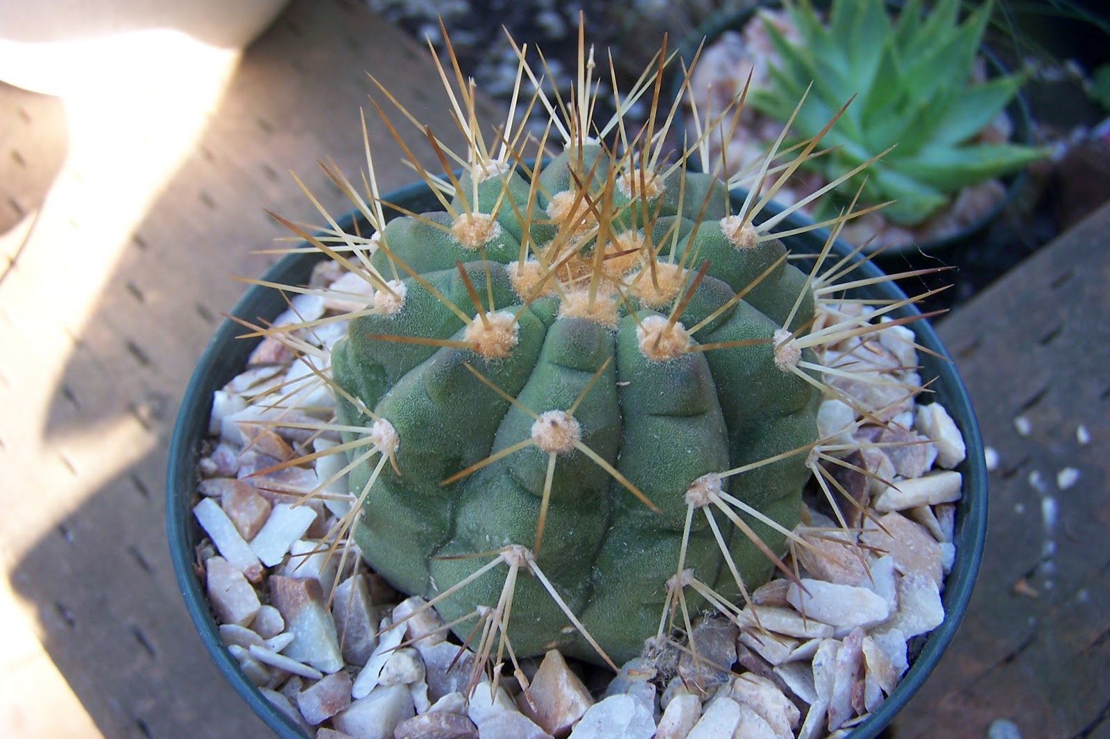 Oregon Cactus Blog: Copiapoa haseltoniana