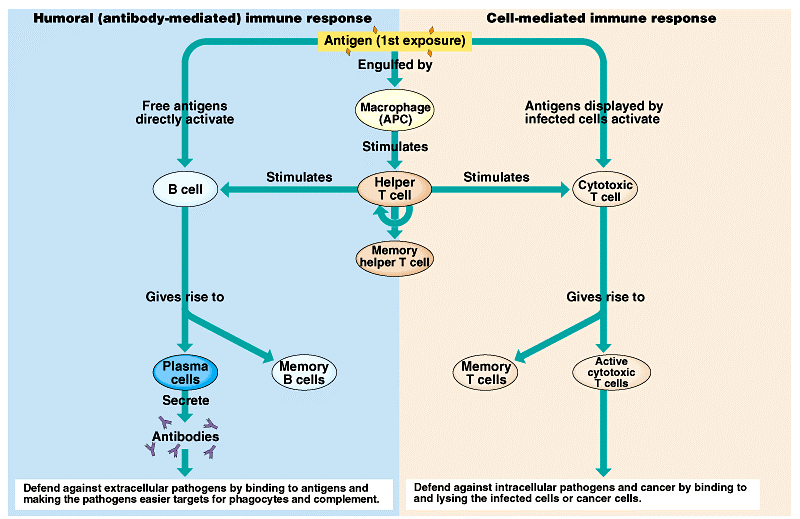 e-biolearning: Pertahanan Tubuh dan Respon Imun