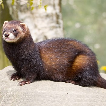 DICCIONARIO VIRTUAL DE EXTREMADURA: Nombres vernáculos de mamíferos de ...