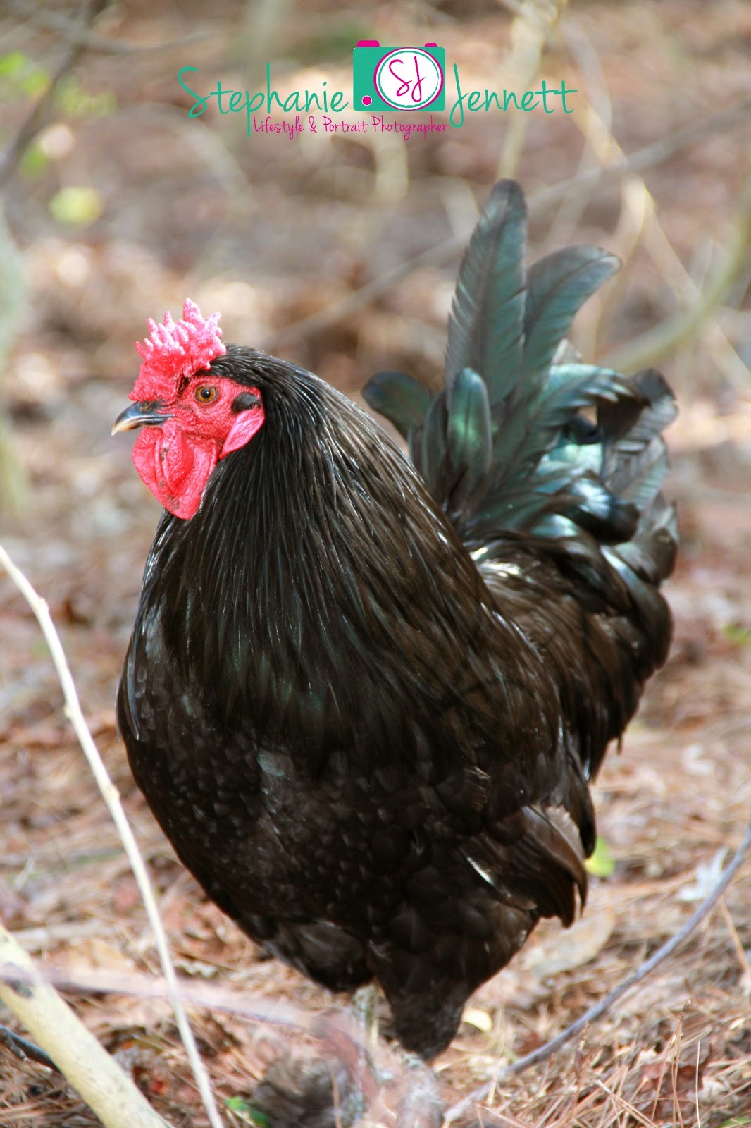 Stephanie Jennett Photography