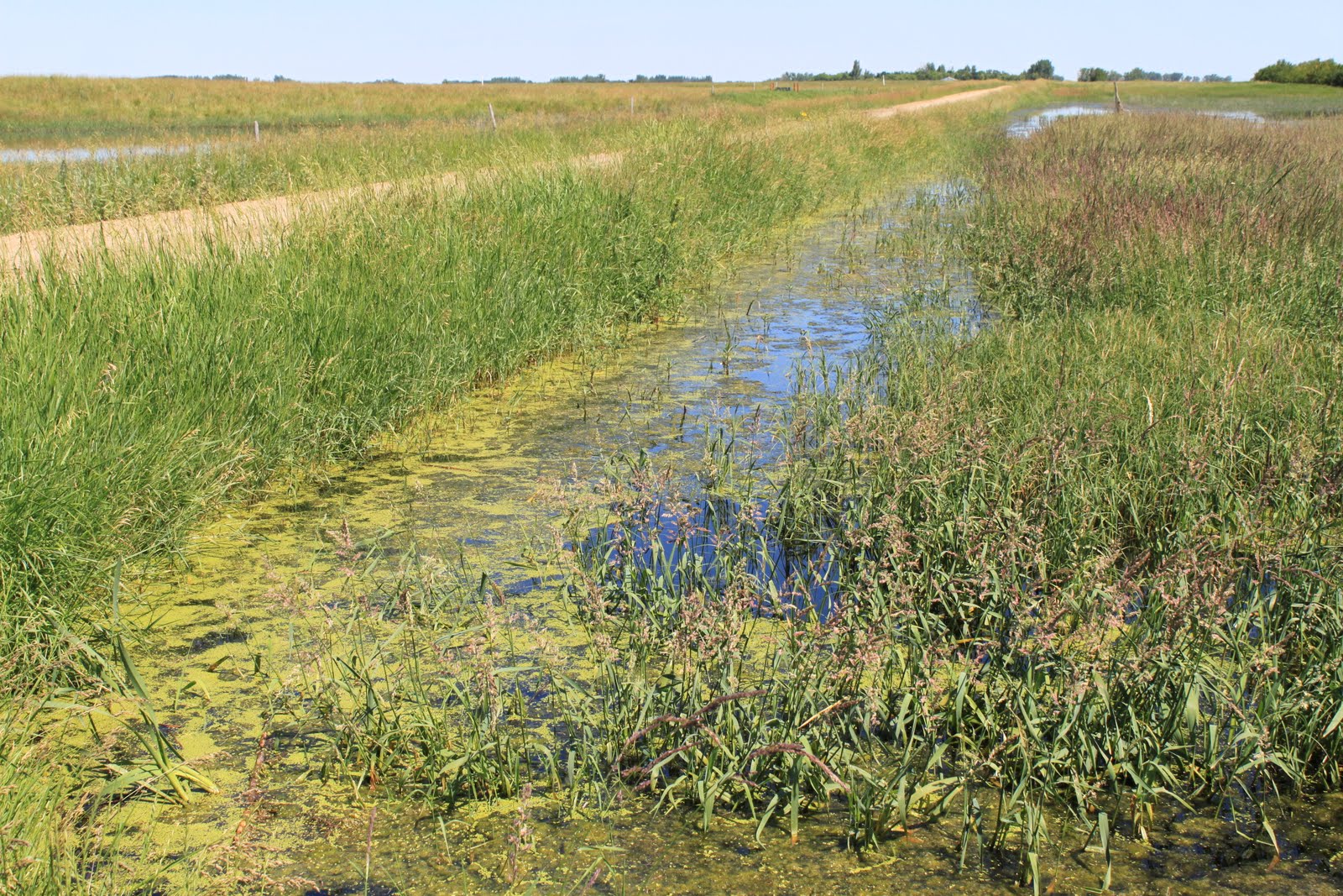 Still Life With Birder: A Prairie Slough