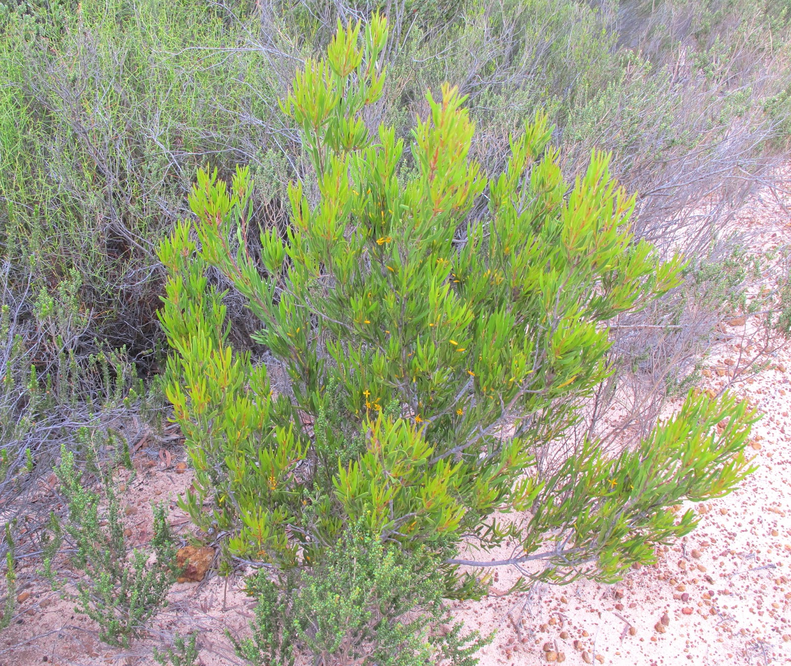 Esperance Wildflowers: Persoonia trinervis – Geebung
