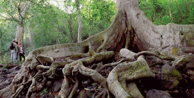 Conosiendo Sinaloa: FLORA Y FAUNA SINALUENSE