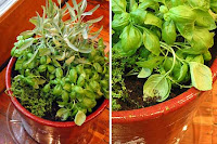 Organik ve Ekolojik Yaşam Rehberi