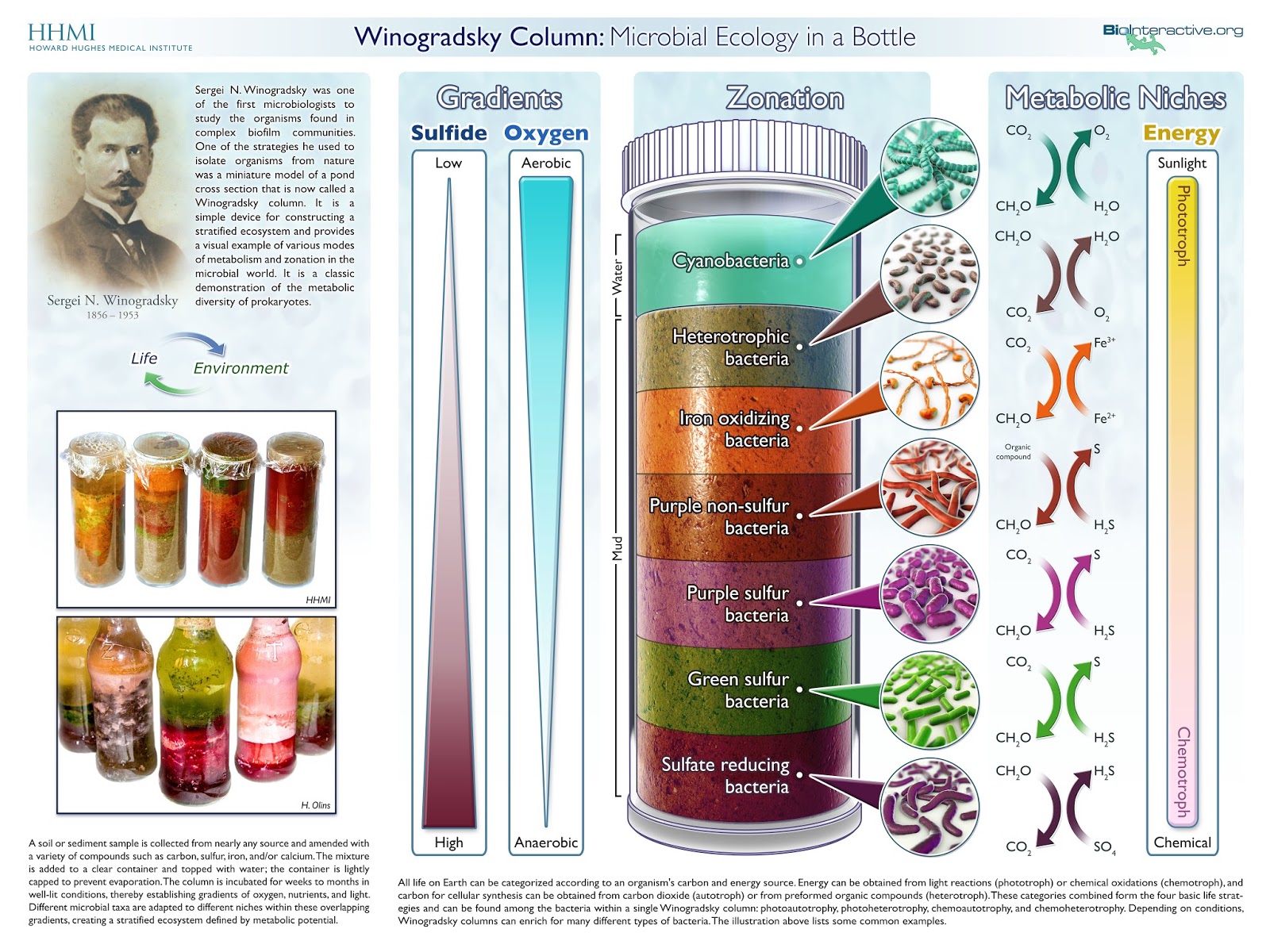 Bacterias Actuaciencia: Columna de Vinogradski