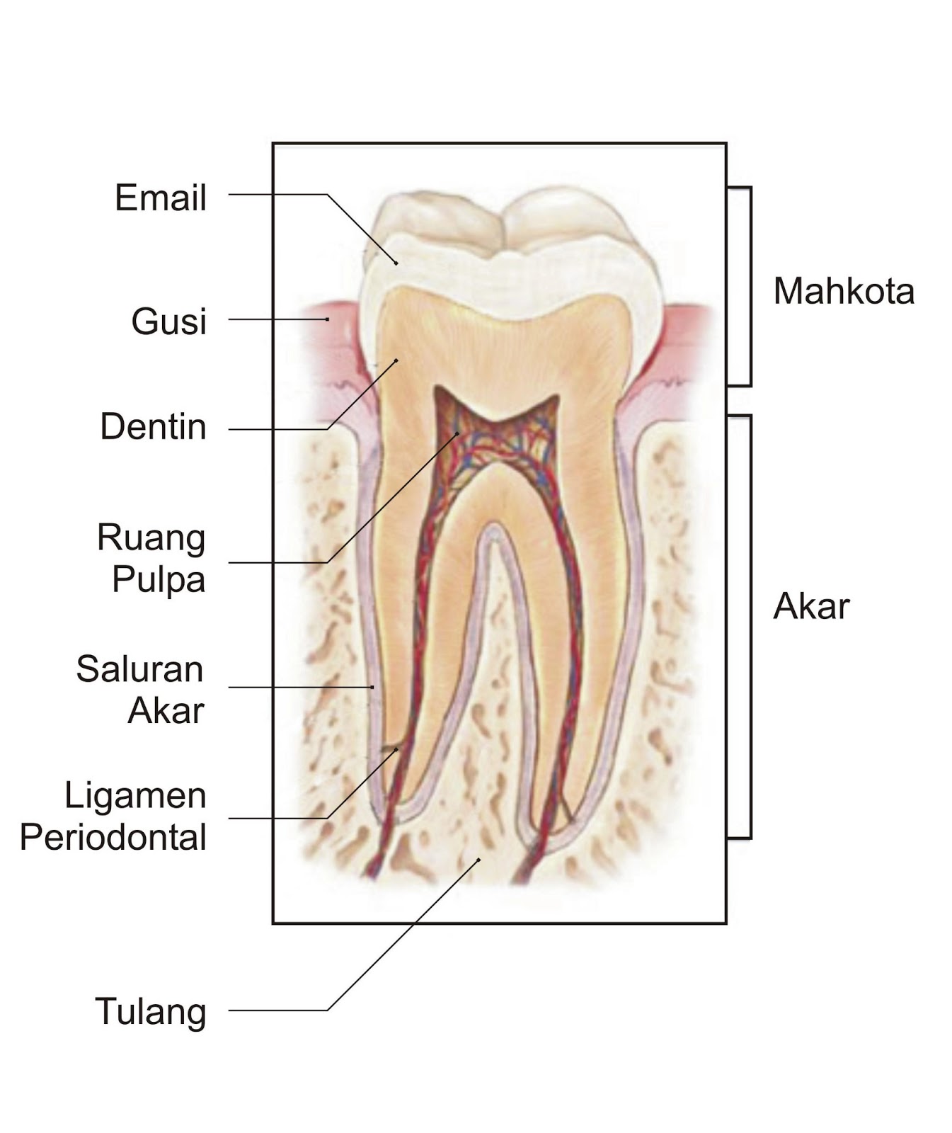 Proses Perawatan Saluran Akar Gigi (Endodontic treatment atau Root ...