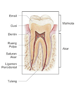 Proses Perawatan Saluran Akar Gigi (Root Canal Treatment) | Cara ...