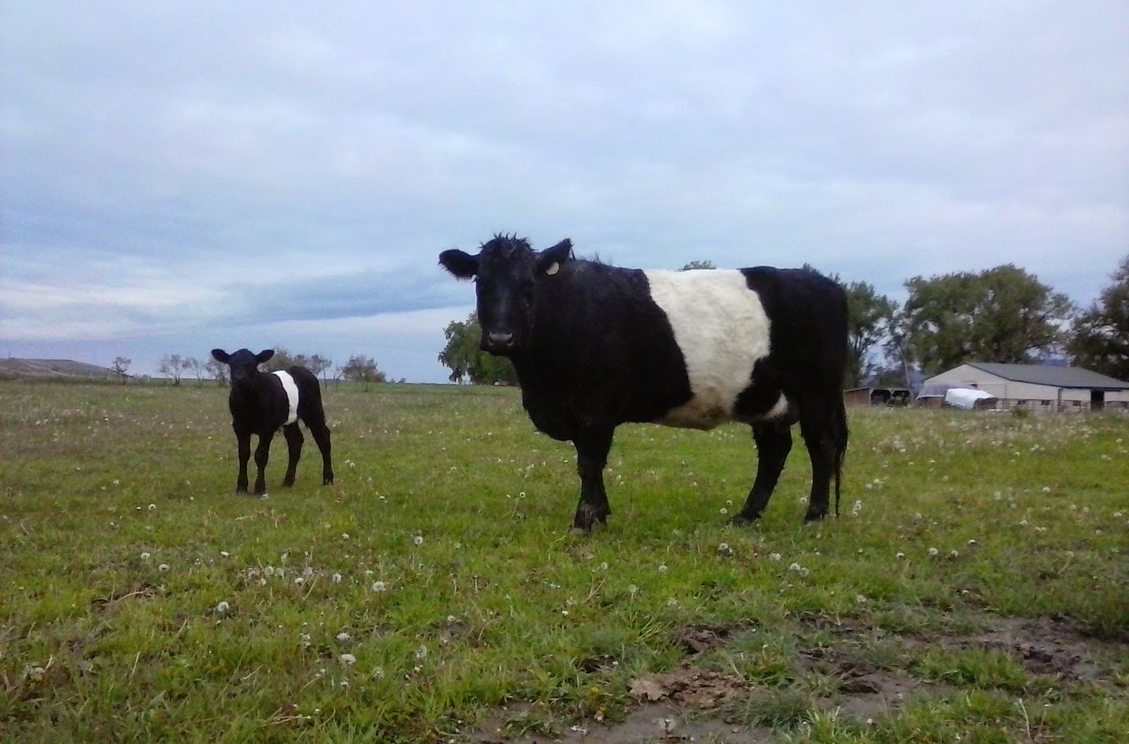 Grace Valley Farms: 2015 BueLingo Bull Calves!
